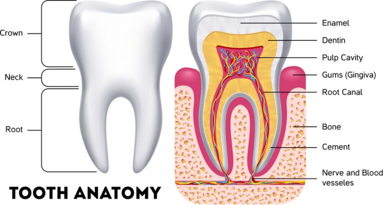 Understanding The Anatomy of Your Mouth for Better Health